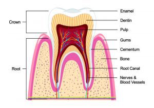 Root Canal Treatment | Dental Lavelle